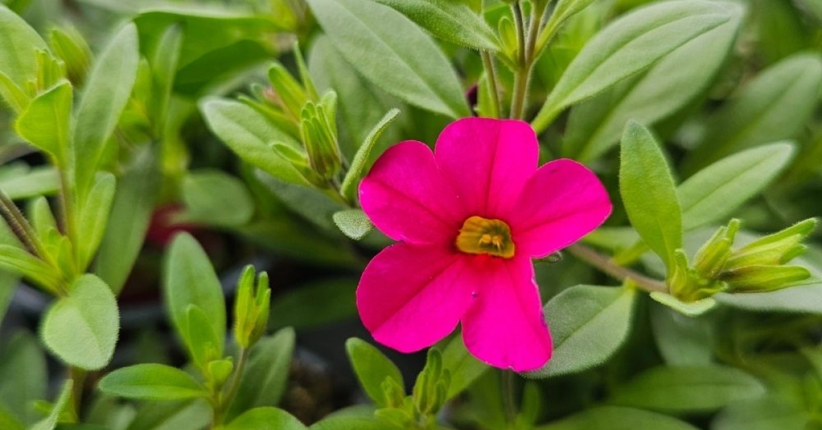 Calibrachoa Callie Rose w/Eye