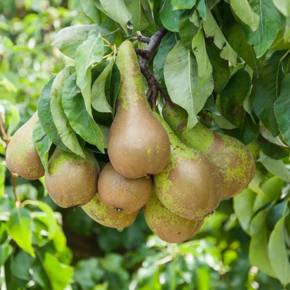 Pyrus communis 'Conference'